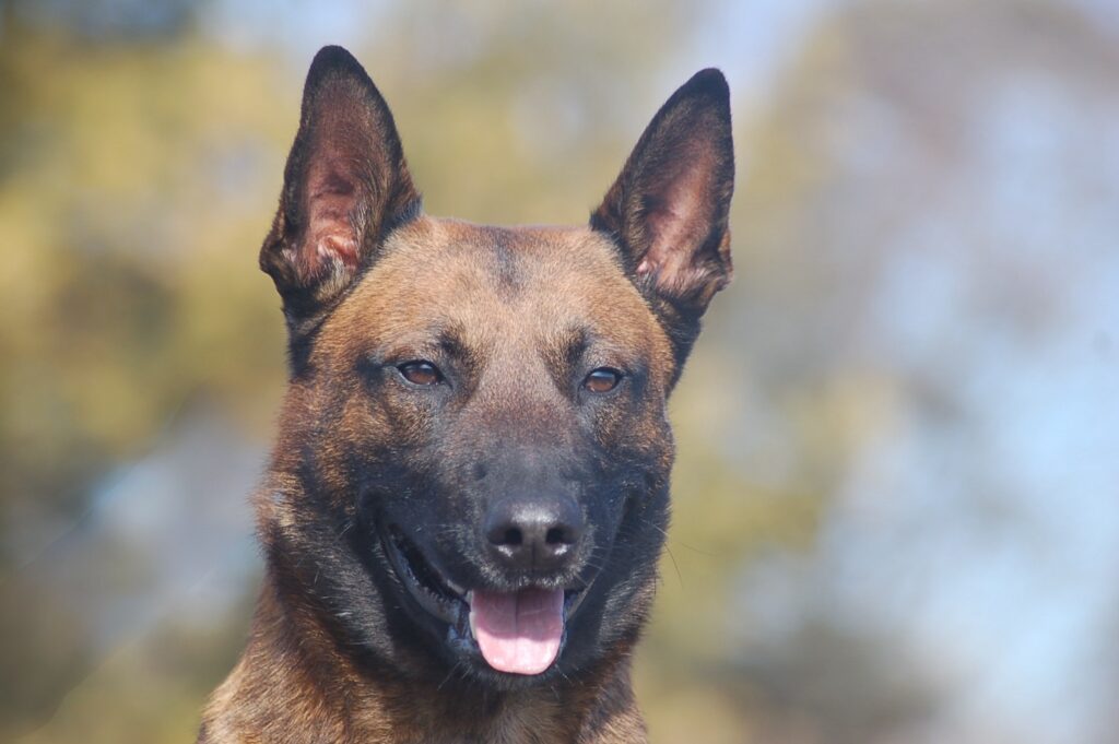 Protection Dogs For Sale: Loving Guardians For Your Family