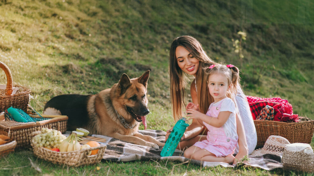 Protection Dogs For Sale-Fully Trained Family & Personal Dog