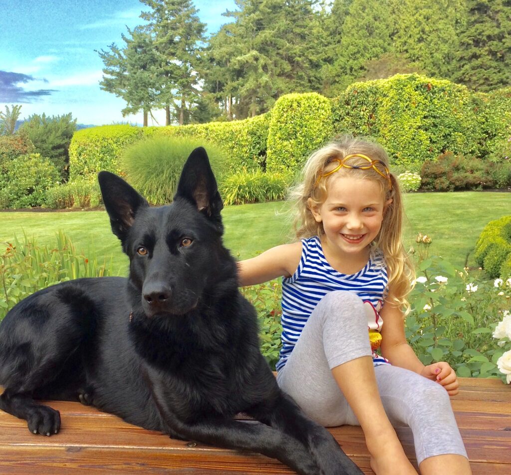 Protection Dogs For Sale-Fully Trained Family & Personal Dog