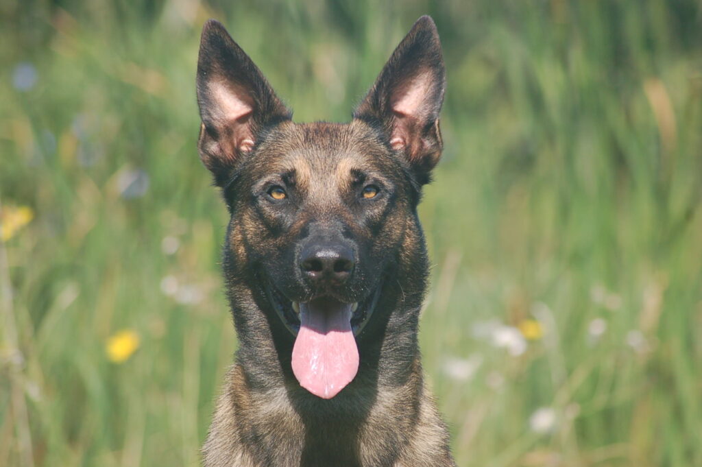 Protection Dogs For Sale-Fully Trained Family & Personal Dog