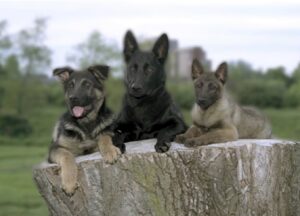 Protection Dogs By CCPD - Fully Trained Family & Personal