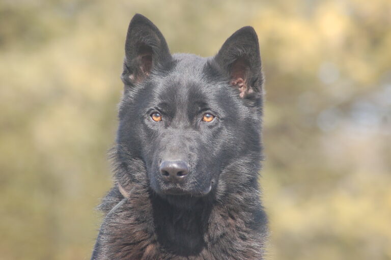 Available Dogs - CCPD